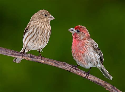 What Is A House Finch Bird