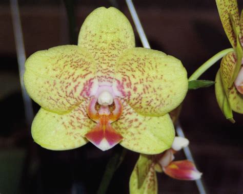 Phalaenopsis Culture Sheet — Illinois Orchid Society