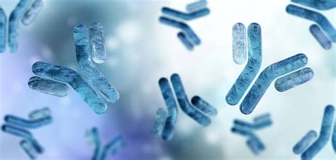Cosa Sono Gli Anticorpi