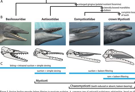 Filter Feeding Biology