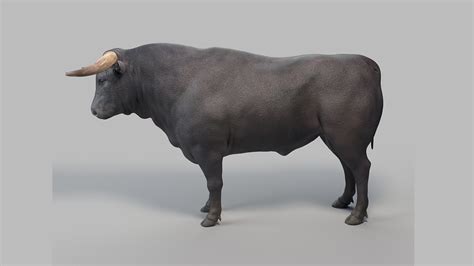 Galician Bull Model Turbosquid 1616242