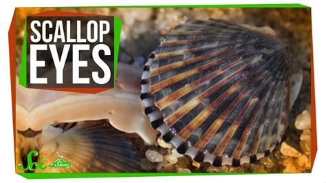 Live Scallop Eyes