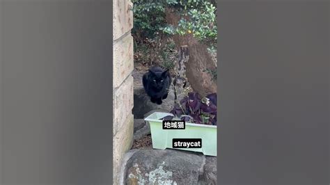 地域猫 straycat youtube