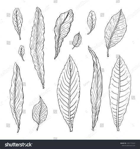 Types Leaf Outline Leaves Different Types Stock Vector Royalty Free 1201172923 Shutterstock