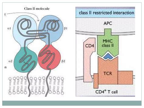 MHC Major Histocompatibility Complex PPT