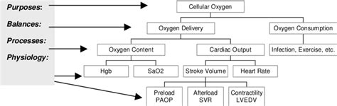 The Information Needed For A Hemodynamic Decision Support Display