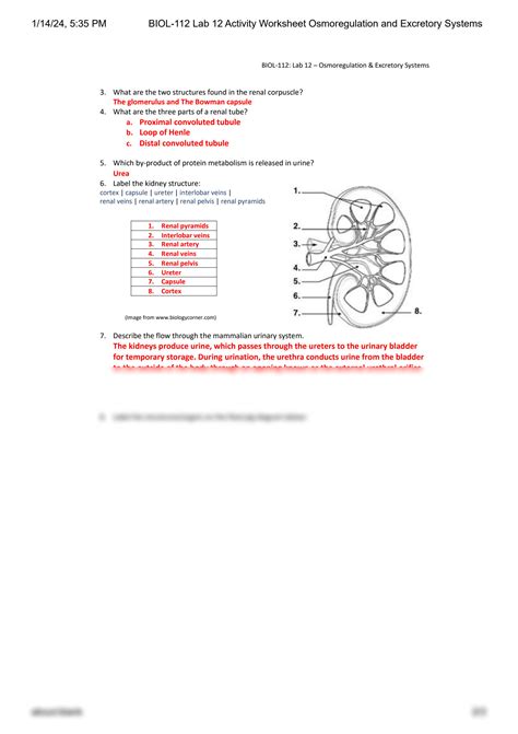 Solution Biol 112 Lab 12 Activity Worksheet Osmoregulation And
