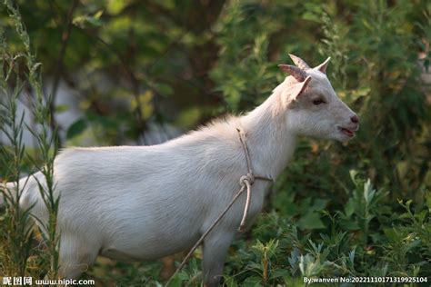 山羊摄影图 家禽家畜 生物世界 摄影图库 昵图网