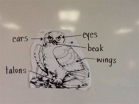 Investigating Owl Body Structures Growing Hearts And Minds