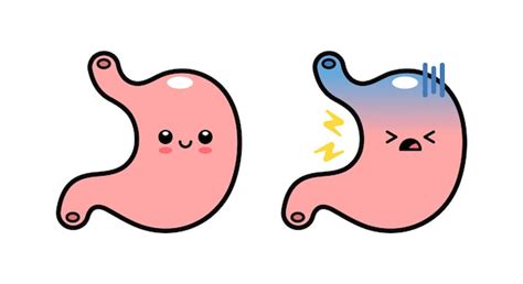 귀여운 위 장기 캐릭터 일러스트 프리미엄 벡터