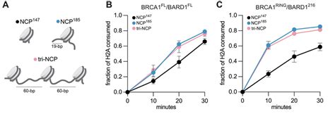 An Unmodified Mono Nucleosome With Linker Dna Is An Optimal Substrate