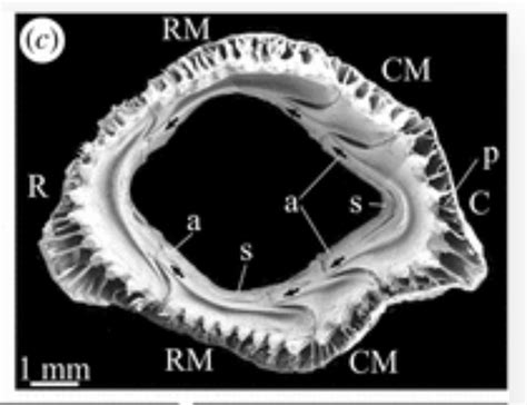 Crustacean Fossil Id The Fossil Forum