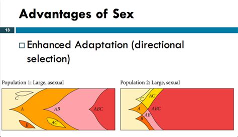 Solved Advantages Of Sex 13 Enhanced Adaptation Directional