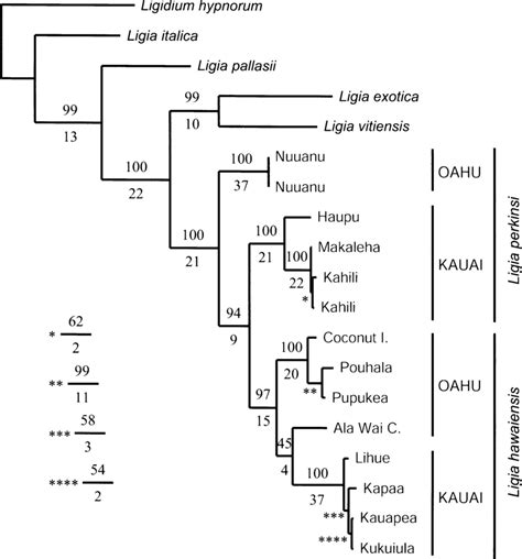 Single Most Parsimonious Tree Obtained By Simultaneous Direct