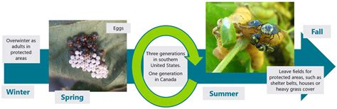 Stink Bug Life Cycle Life Cycles Of Stink Bugs Green Pest Services