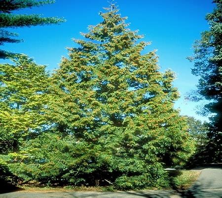 9 Types Of Cedar Trees Their Uses Identification Guide Worst Room