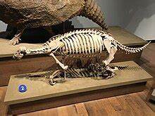 Field Museum Of Natural History Wikipedia