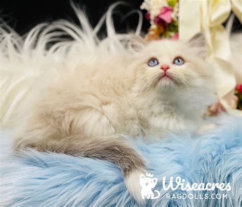 Male Blue Point Bicolor Ragdoll Kitten For Sale Wiseacres