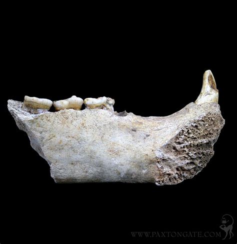 Partial Fossilized Cave Bear Lower Jaw Specimen D Paxton Gate
