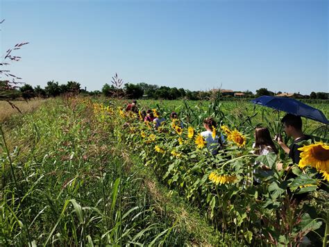 Maps Mappe Per La Scelta La Esse