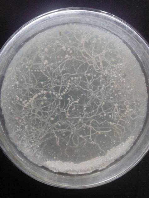 培养皿绘画 培养皿简笔画 培养皿作画 第9页 大山谷图库