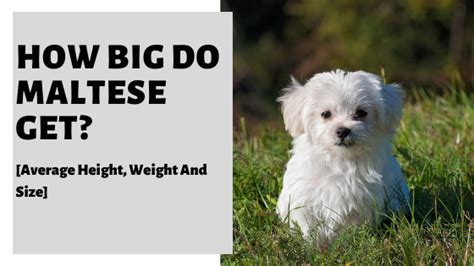 What Is The Ideal Weight For A Maltese Dog