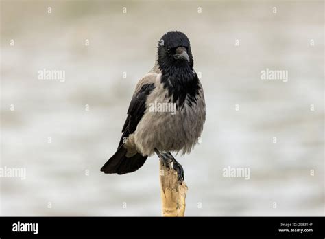Hooded Crow Corvus Cornix Eats Insects Small Animals And Scraps