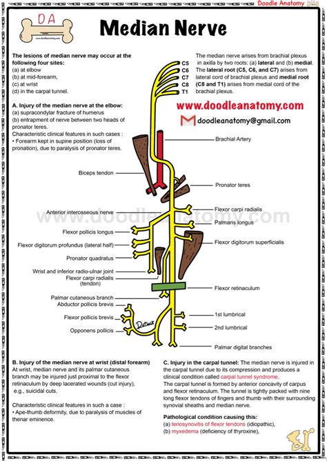Median Nerve Upper Limb Doodle Anatomy Nerve Anatomy Medical School Stuff Median Nerve