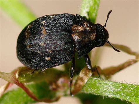 Polyphaga Arthropodafotosde