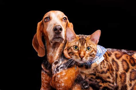 Mixed Bred Of German Shorthaired Pointer Photoshoot In Studio Stock Image Image Of Mixed Bred Of German Shorthaired Pointer Photoshoot In Studio Stock Image Image Of