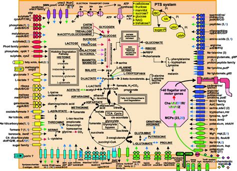Figure 1 From An Introduction Into Protein Sequence Annotation