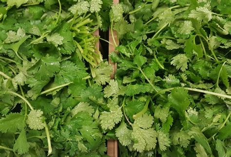 Cilantro Coriander Herbs Green Color Vegetable Free Image Peakpx