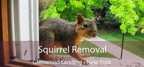 Squirrel Removal In Glenwood Landing We Get Rid Of Ground Squirrels In Your Home