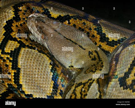 Coiled Up Asiatic Reticulated Python Broghammerus Reticulatus Malayopython Reticulatus Python