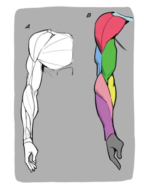 Mitchleeuwe Human Anatomy Drawing Arm Anatomy Anatomy Drawing