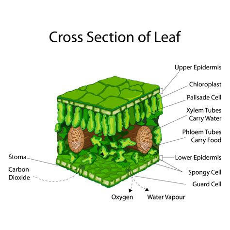 Palisade Cell Structure And Function Ynak