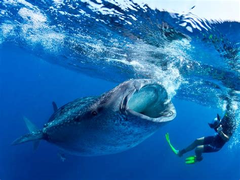 Swimming With Whale Sharks Mexico How To Swim With Whale Sharks In