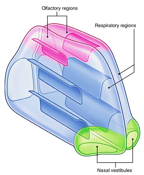 Easy Notes On 【nasal Cavity】learn In Just 4 Minutes Earths Lab