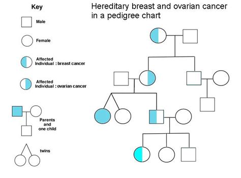 Hereditary Breastovarian Cancer Syndrome Alchetron The Free Social