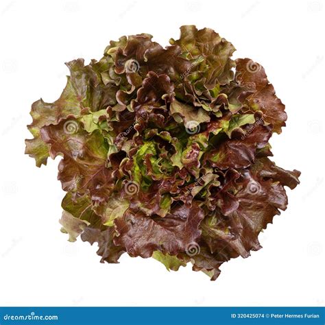 Red Leaf Lettuce Close Up From Above Isolated Food Photo Stock