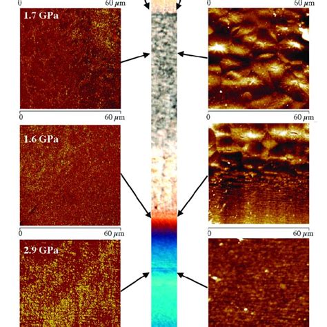 Atomic Force Microscopy Afm Maps Height And Modulus Obtained In
