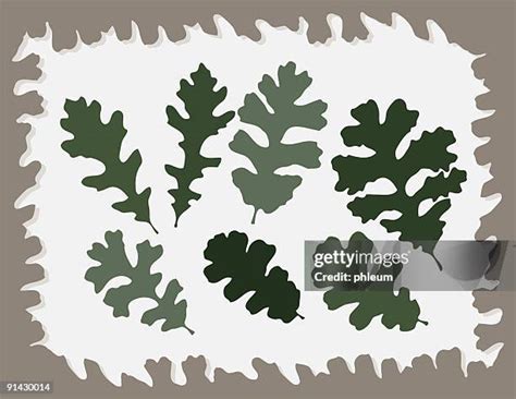 Valley Oak Leaf Photos And Premium High Res Pictures Getty Images