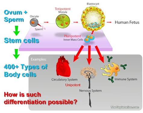 Stem Cells And Differentiation Core Of Your Body S Regeneration Process