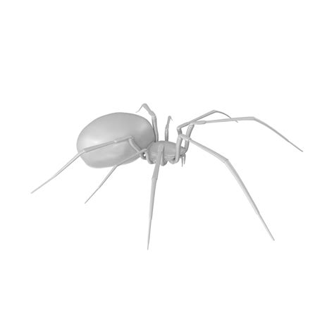 Spider Isolated On Transparent Background Png