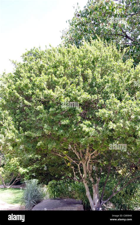 Texas Persimmon Tree