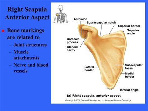 Ppt Appendicular Skeleton Powerpoint Presentation Free Download Id