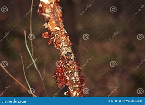 Tree Branch Up Close Macro View With Lose Bark Stock Photo Image Of Detail Branch 171064064