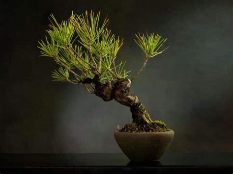How To Grow A Bonsai Tree From Seeds Florgeous