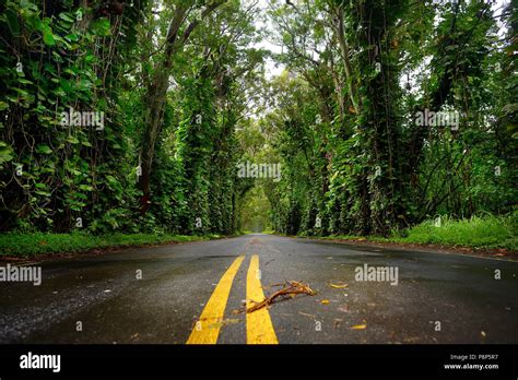 Creepy Tree Tunnel Hi Res Stock Photography And Images Alamy