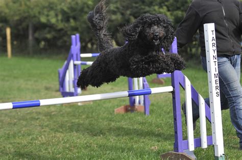 Can Cockapoos Do Agility At Dominic Wright Blog